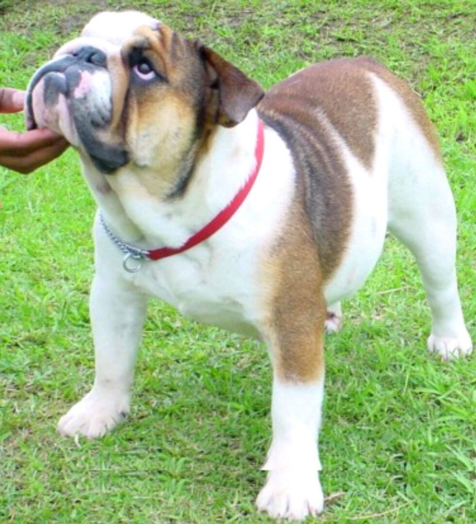 In Memory | CLAUDINI Bulldogs